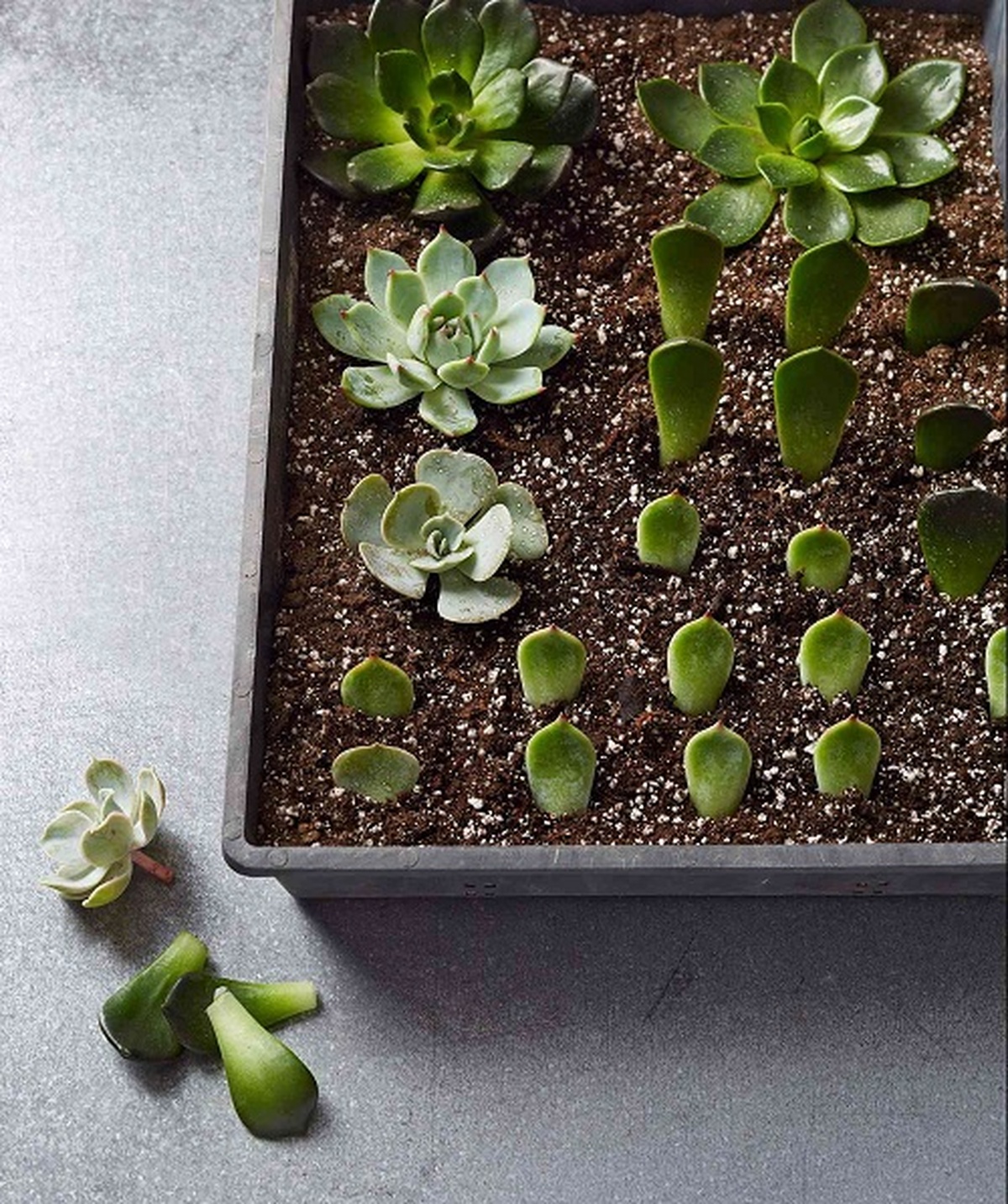 15 Incredible Plants That Regrow From Just Leaves - Amazing Tip!