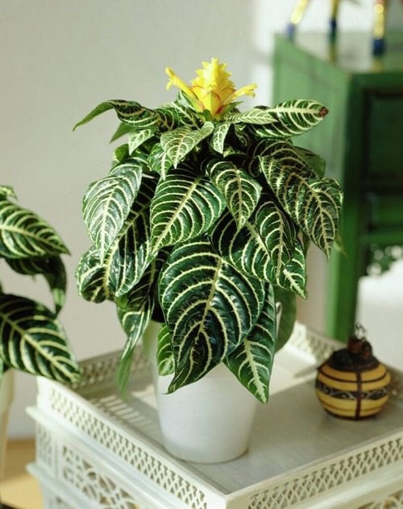 21 Beautiful Types of Zebra Plant Varieties for Your Home