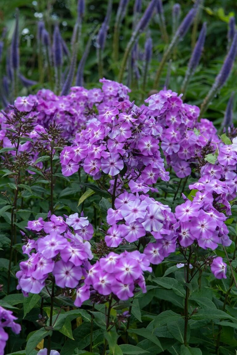 13 Breathtaking Mauve Flowers to Brighten Your Garden