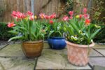 18 Enchanting Native European Plants That Thrive Locally