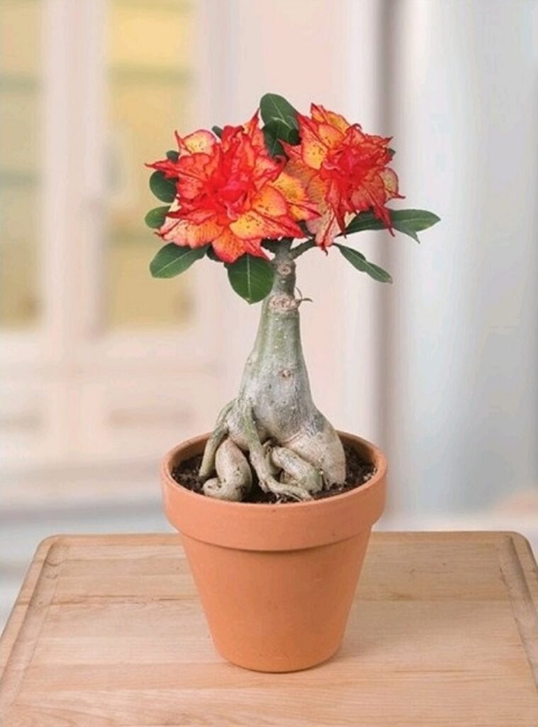 35 Different Types of Desert Rose Varieties to Fall in Love With