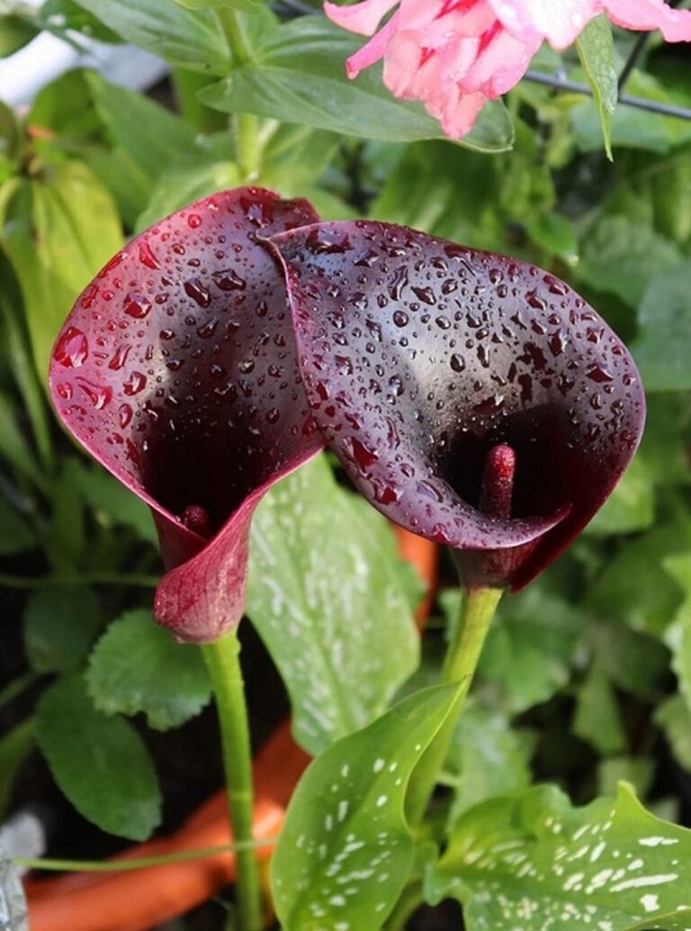 12 Beautiful Burgundy Flowers That Add Rich Charm To Gardens