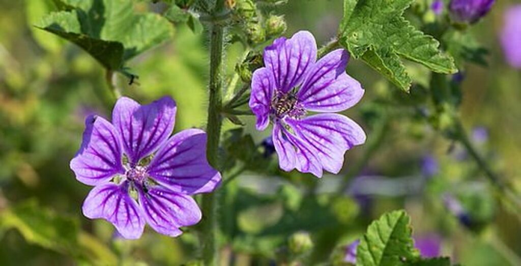 73 Gorgeous Purple Flowers to Bring Magic to Your Garden