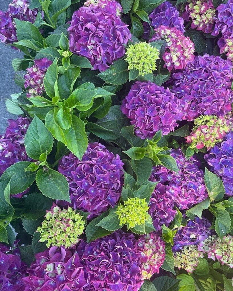17 Stunning Types of Purple Hydrangea Varieties for Your Garden