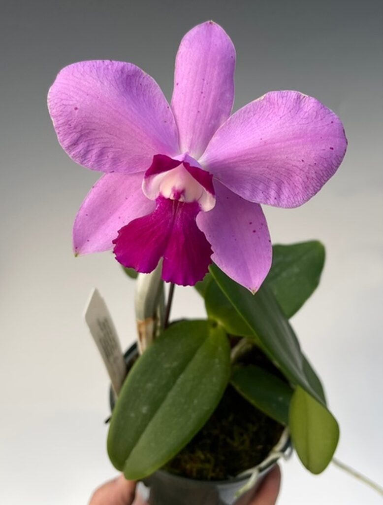 17 Stunning Purple Orchid Varieties That Will Take Your Breath Away