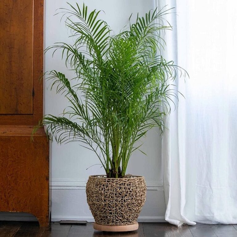 21 Gorgeous Low Light Indoor Palms That Need No Sunlight