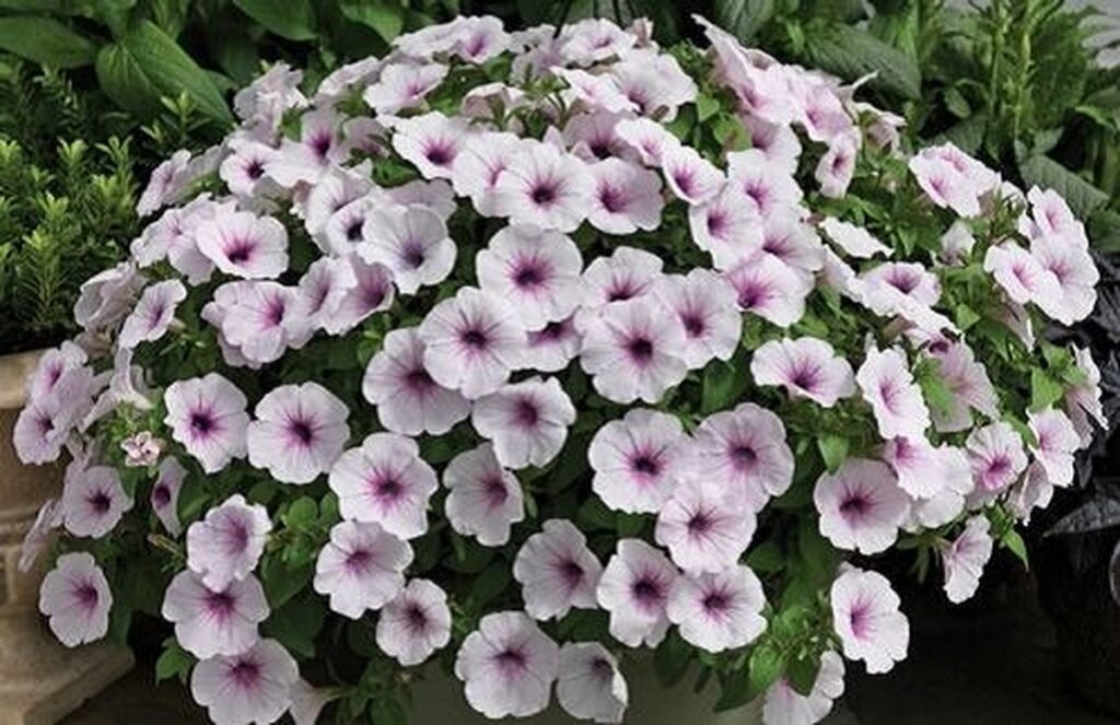 40 Stunning Types of Petunias That Brighten Any Garden