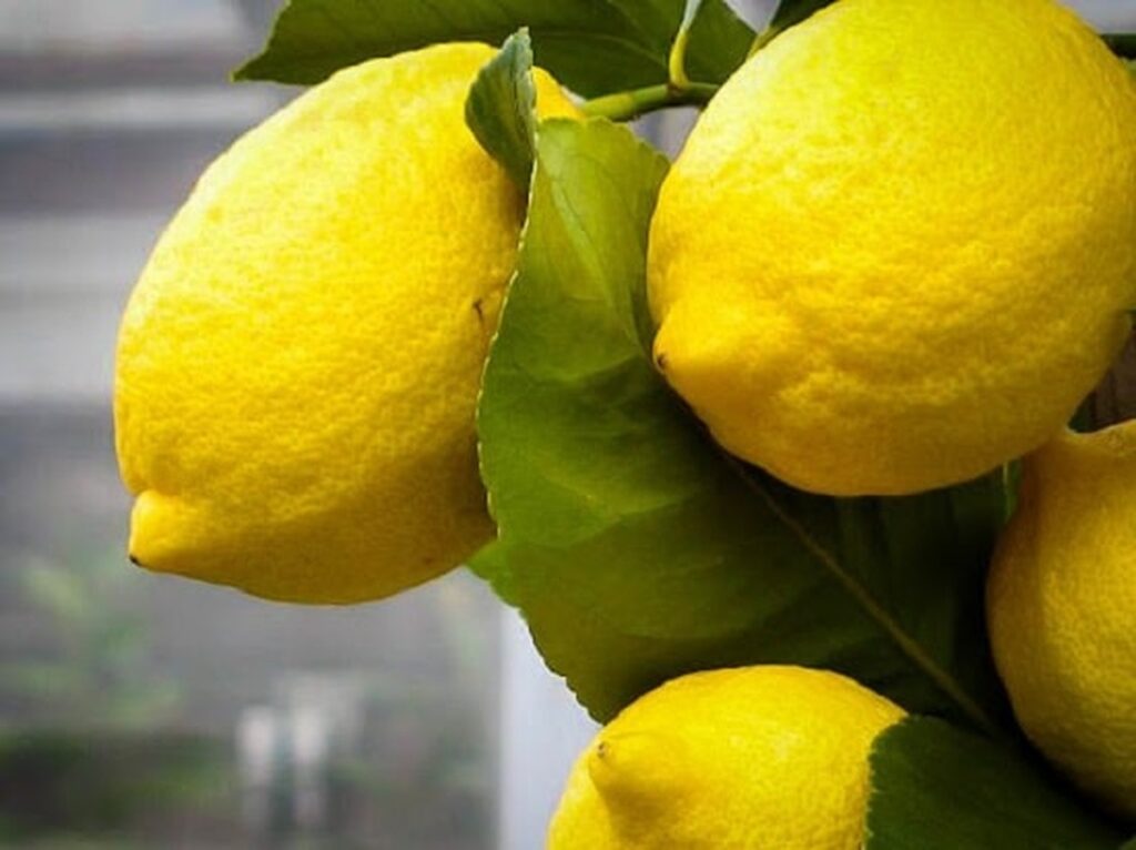 22 Different Types of Lemons (with Pictures)