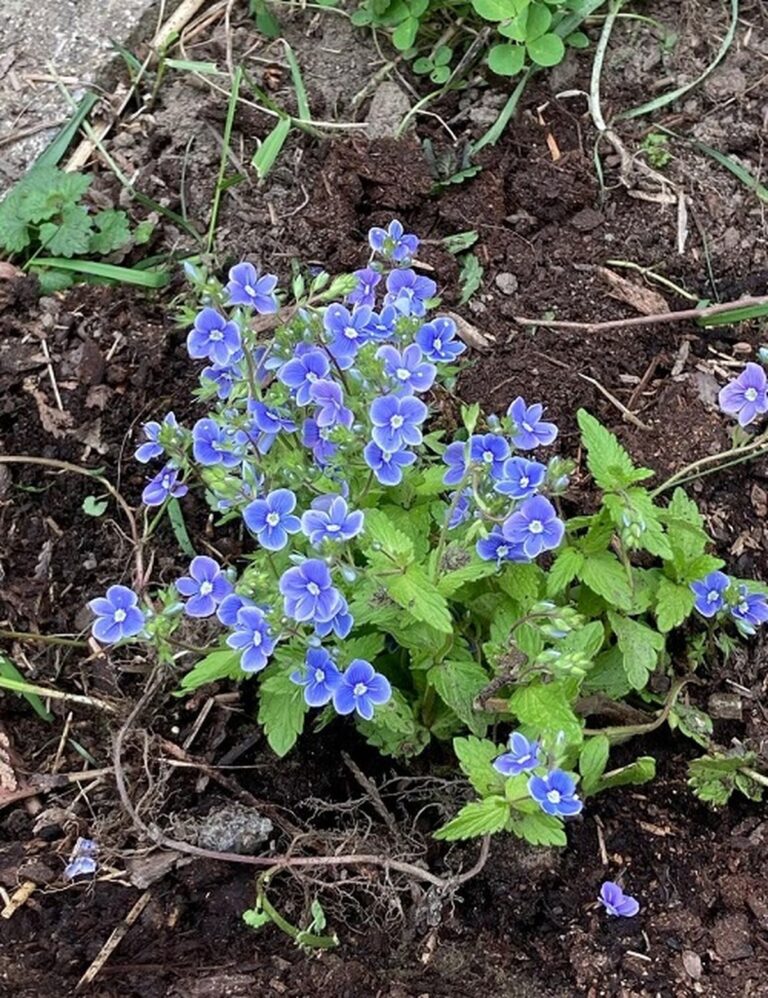 30 Stunning Weeds with Blue Flowers That Brighten Any Garden
