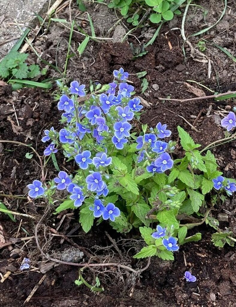 30 Stunning Weeds with Blue Flowers That Brighten Any Garden
