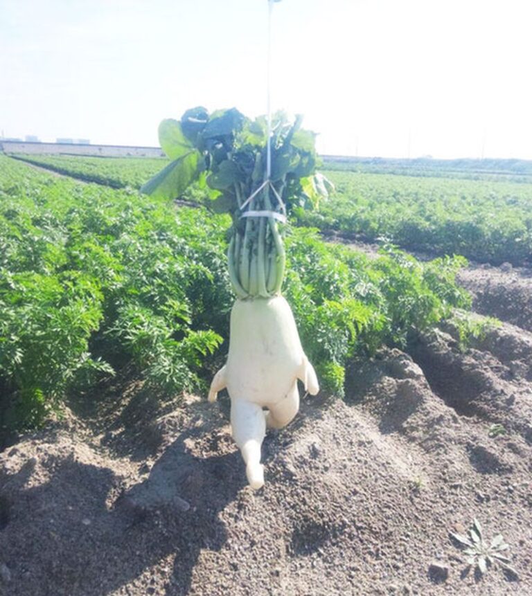 21 Unbelievable Fruits and Vegetables That Looked Like Something Else