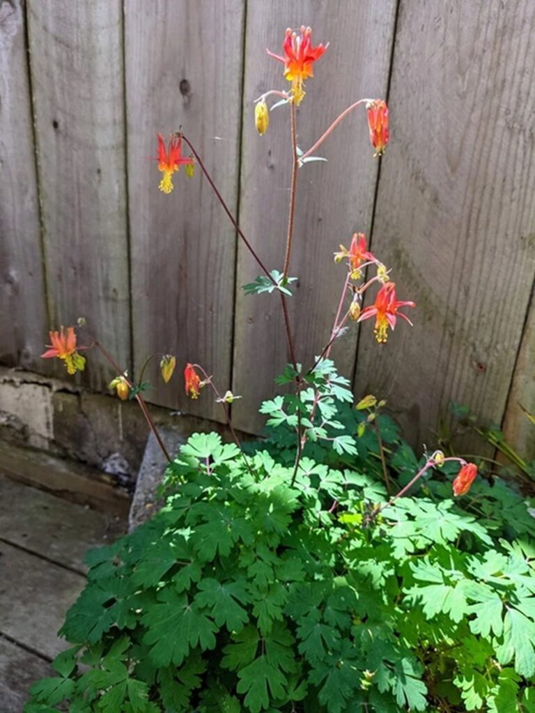 32 Exotic Orange Wildflowers to Brighten Your Garden