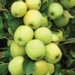 27 Delicious Yellow Apple Varieties Perfect For Your Garden