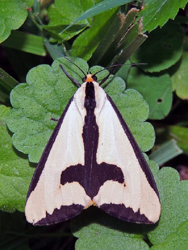 28 Adorable Moths That Are As Beautiful As Butterflies