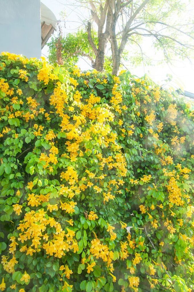 12 Stunning Vines & Climbers with Yellow Flowers to Brighten Your Garden