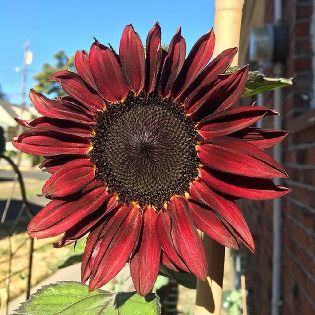 15 Popular Red Sunflower Varieties To Know