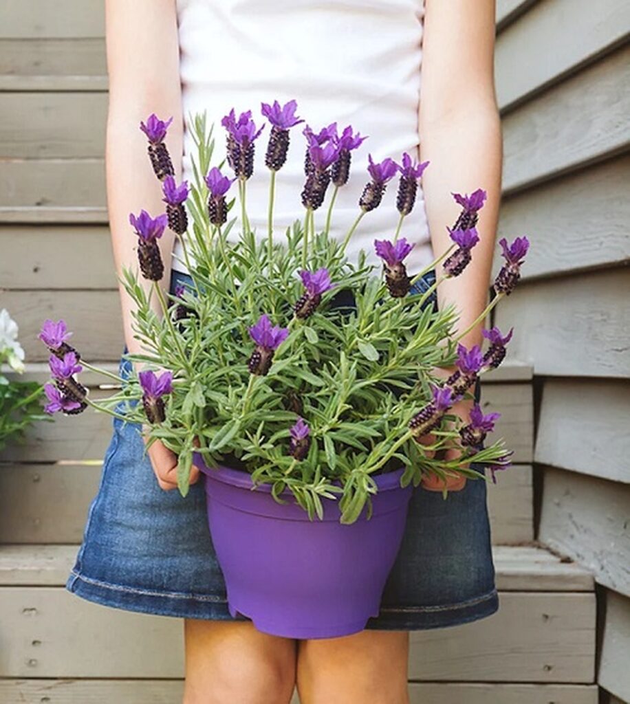 22 Beautiful French Flowers To Brighten Up Your Garden Today