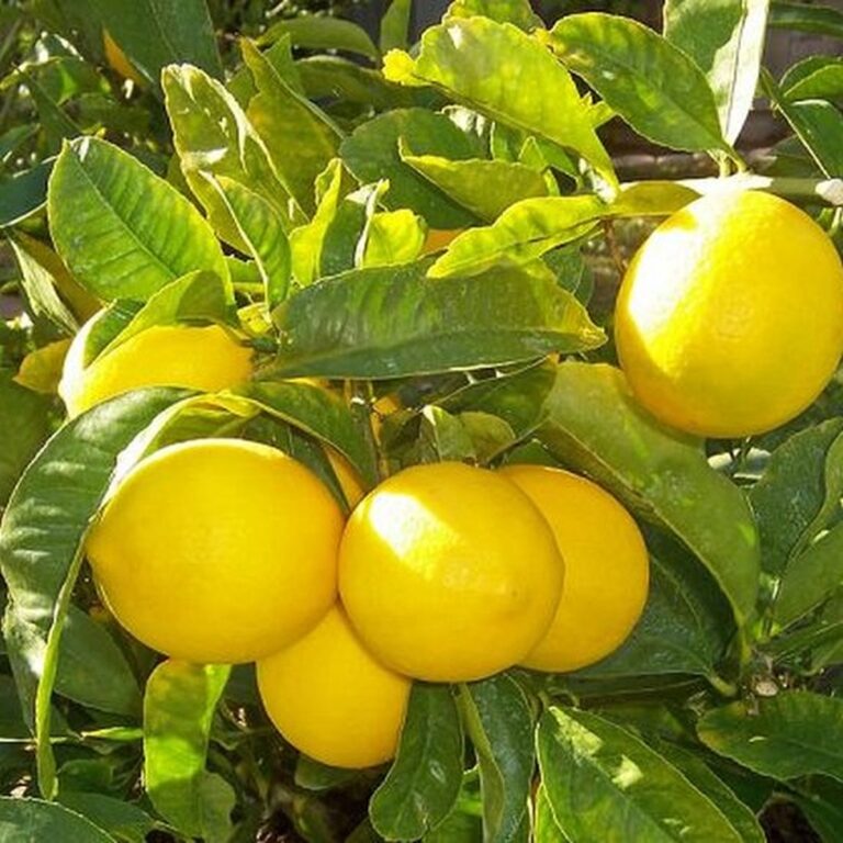 6 Amazing Lemon Varieties in California That Brighten Any Garden