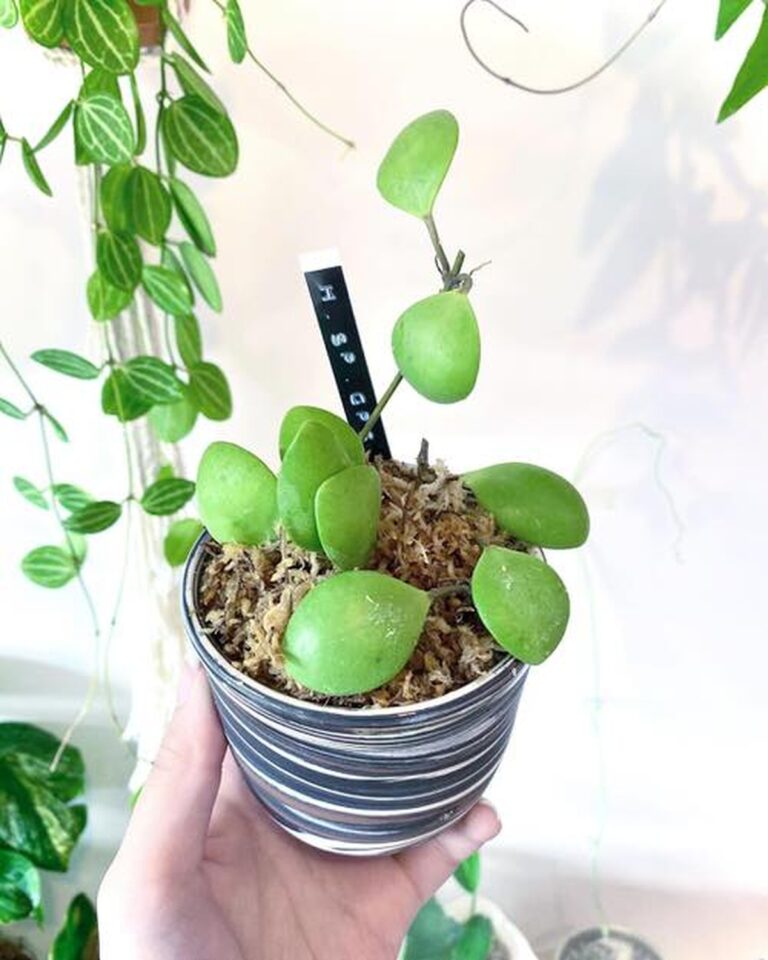 12 Stunning Round Leaf Houseplants That Brighten Any Home