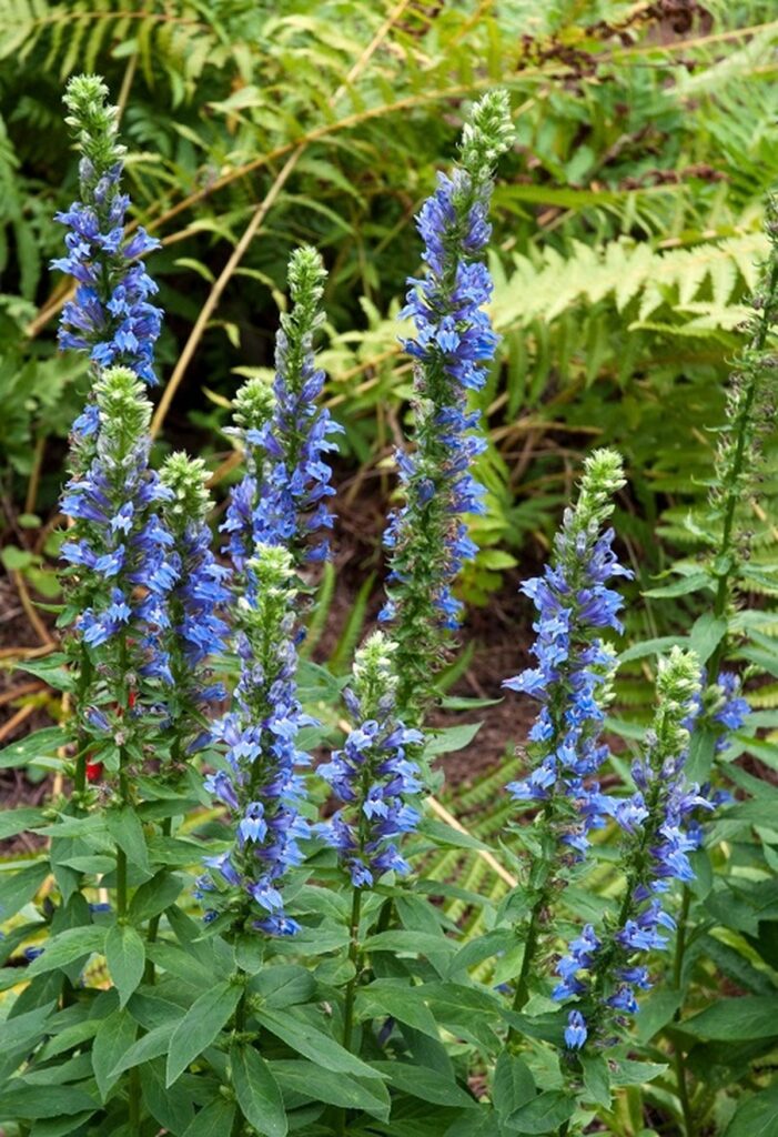 16 Stunning Dark Blue Flowers to Enchant Your Garden