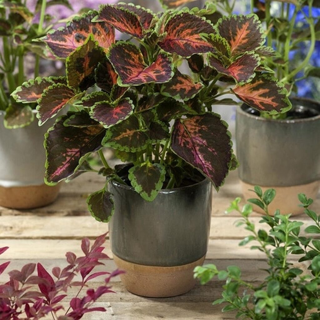 30 Gorgeous Coleus Varieties That Brighten Any Garden Space