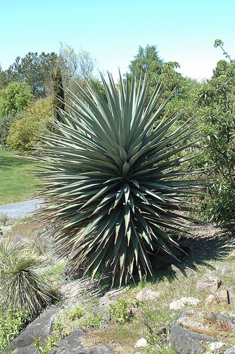 24 Stunning Yucca Plant Varieties for Your Garden Paradise