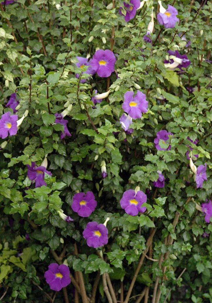 17 Charming Vines with Purple Flowers & Purple Flowering Climbers