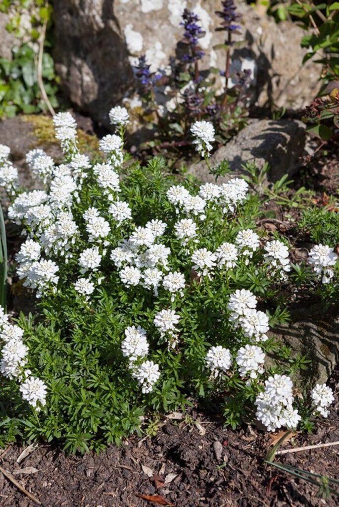 31 Amazing Small Flowers That Will Brighten Your Garden