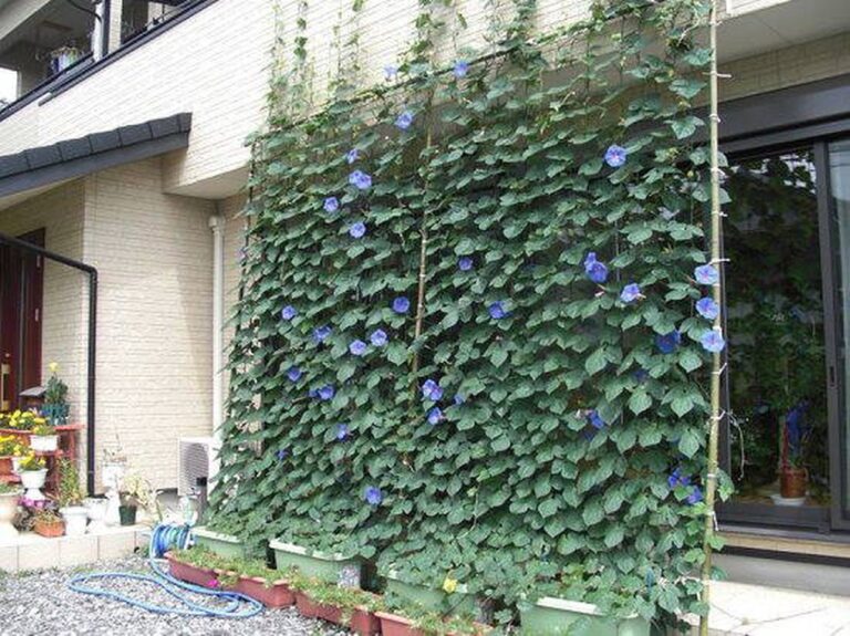 22 Gorgeous Green Plants As Curtain Ideas for a Natural Home