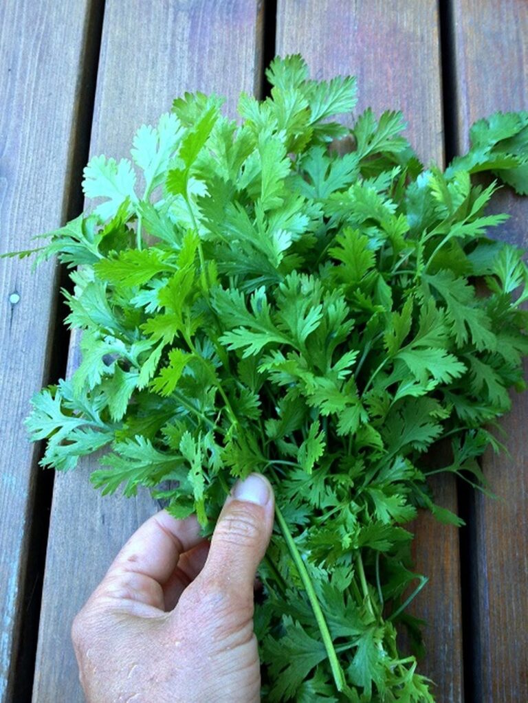 23 Delicious Types of Cilantro and Coriander to Try Today