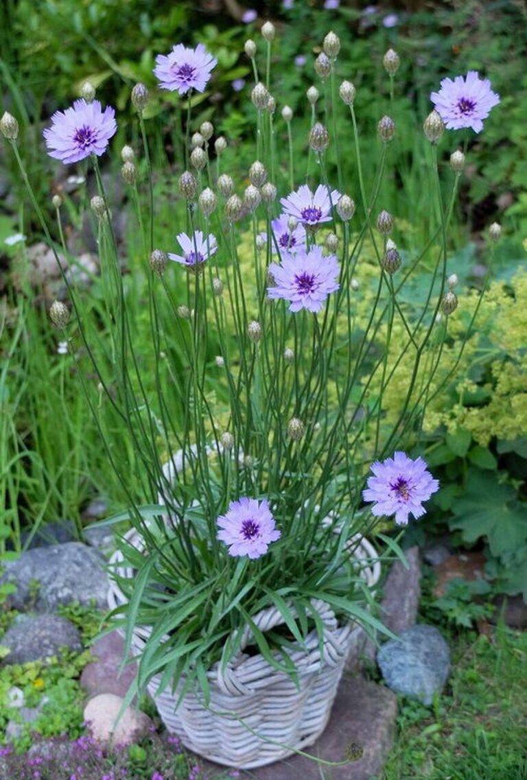 24 Quirky Plants With Bizarre Names That'll Make You Smile