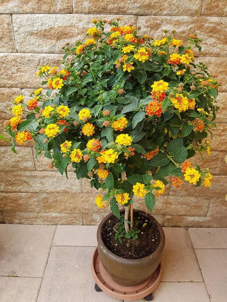 20 Vibrant Types of Lantanas Perfect for Your Garden