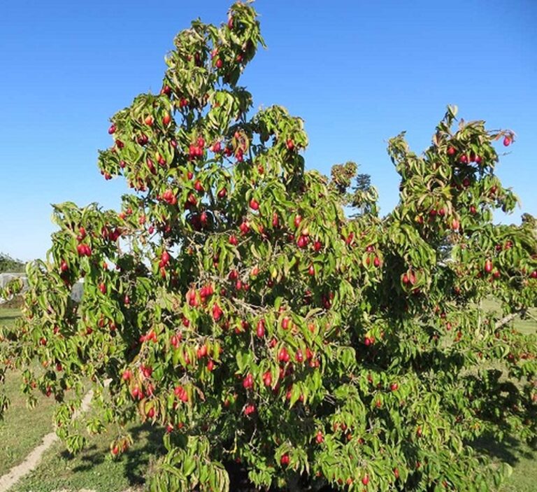 23 Stunning Trees with Red Berries for a Vibrant Garden