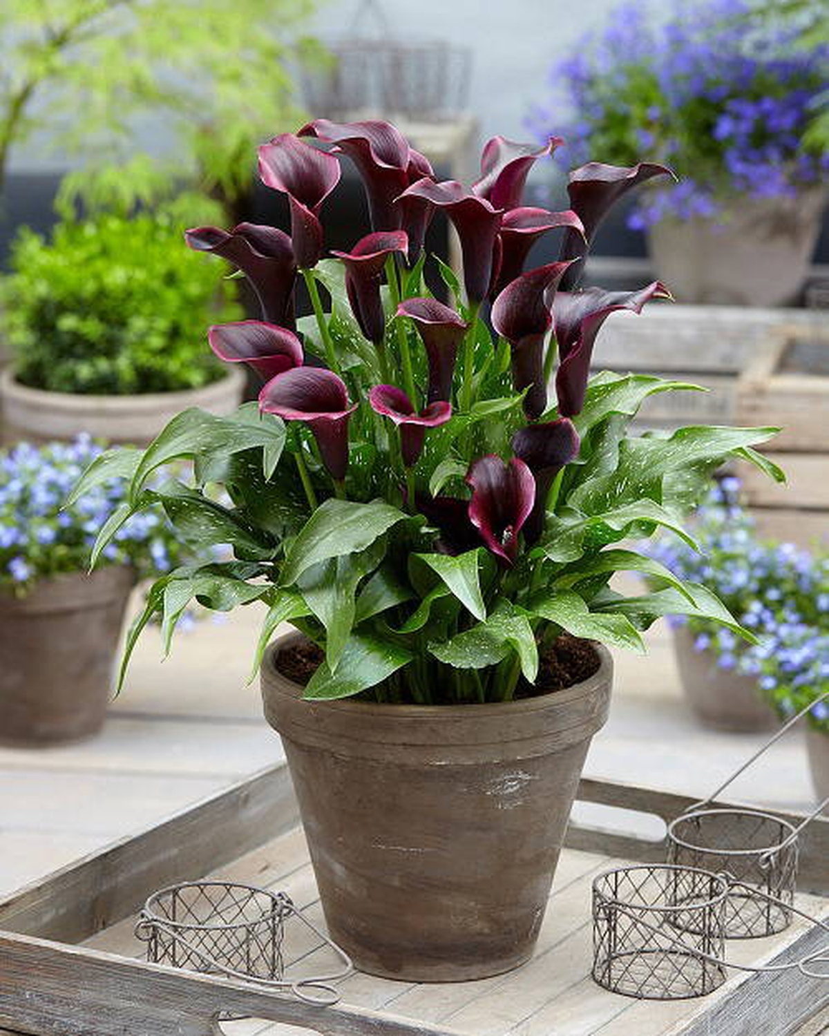 14 Beautiful Black Calla Lily Varieties That Amaze Every Time