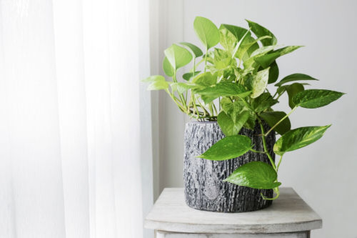 11 Amazing Science-Backed Pothos Plant Benefits