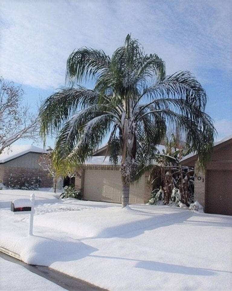 21 Stunning Cold Tolerant Palm Trees for Your Chilly Garden