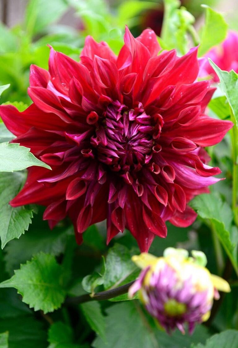 27 Stunning Red Dahlia Varieties That Will Brighten Any Garden