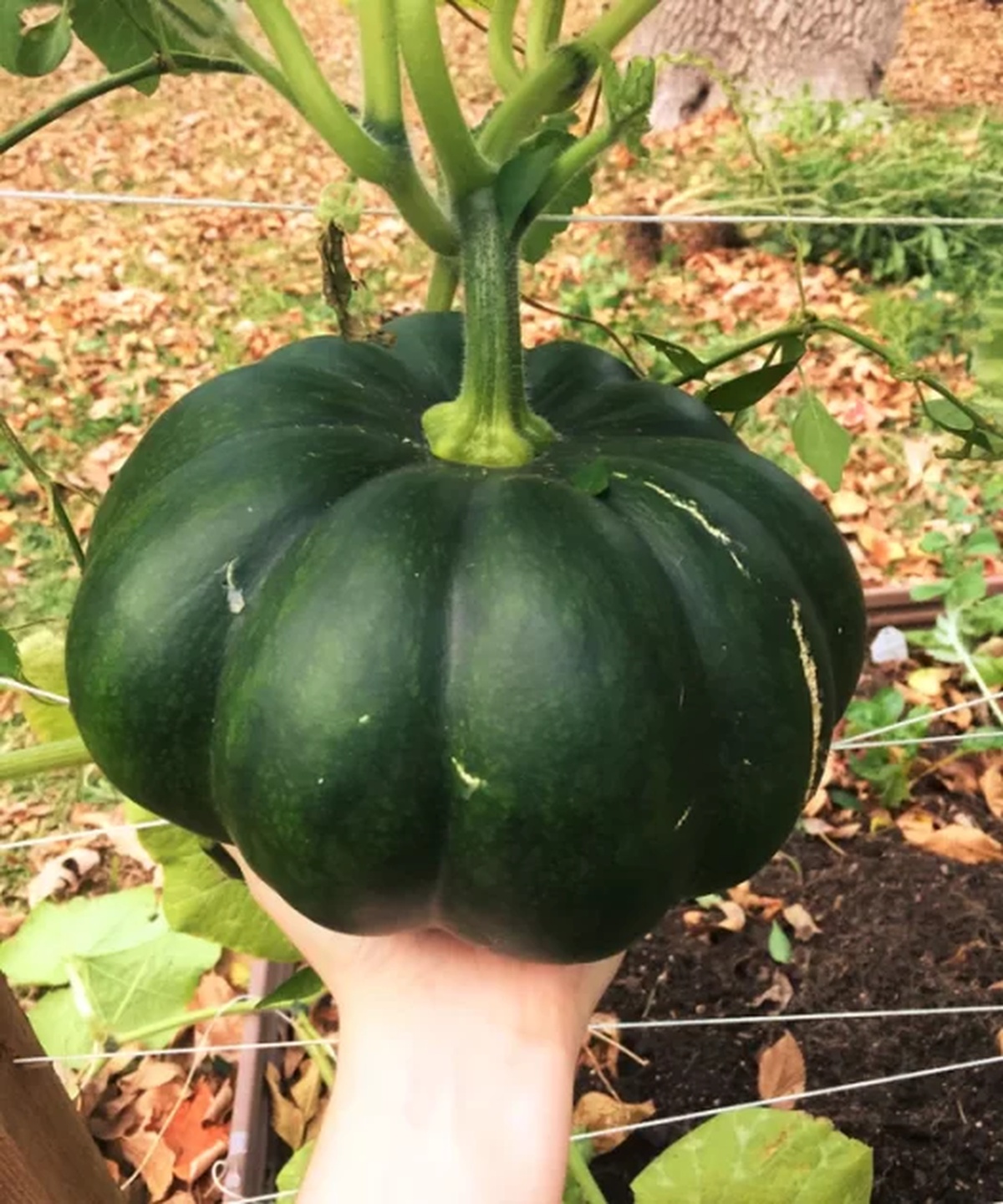 11 Amazing Green Pumpkin Varieties for Your Gorgeous Garden