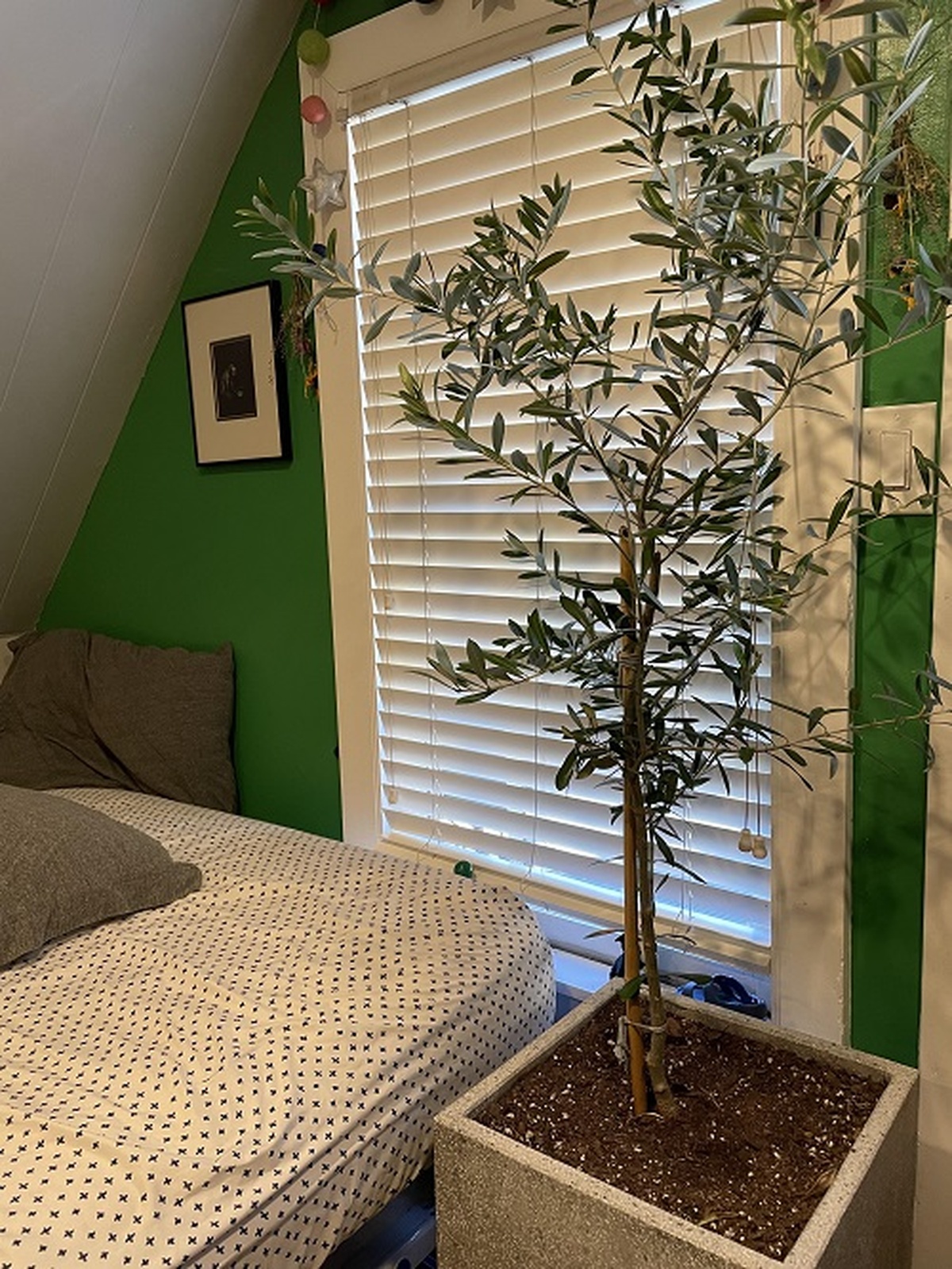13 Gorgeous Indoor Trees Safe For Cats That Won't Harm Your Pet