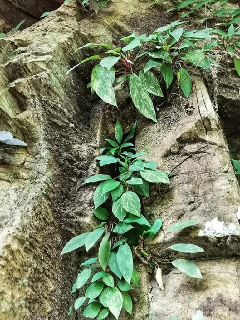 19 Stunning Types of Homalomena Varieties for Your Indoor Garden