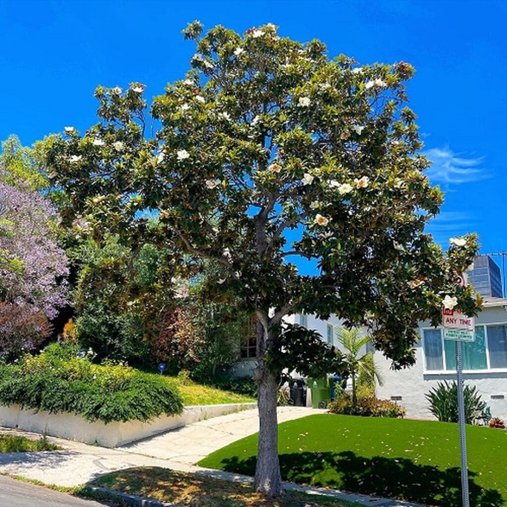 11 Fast Growing Shade Trees in California for a Cool Backyard