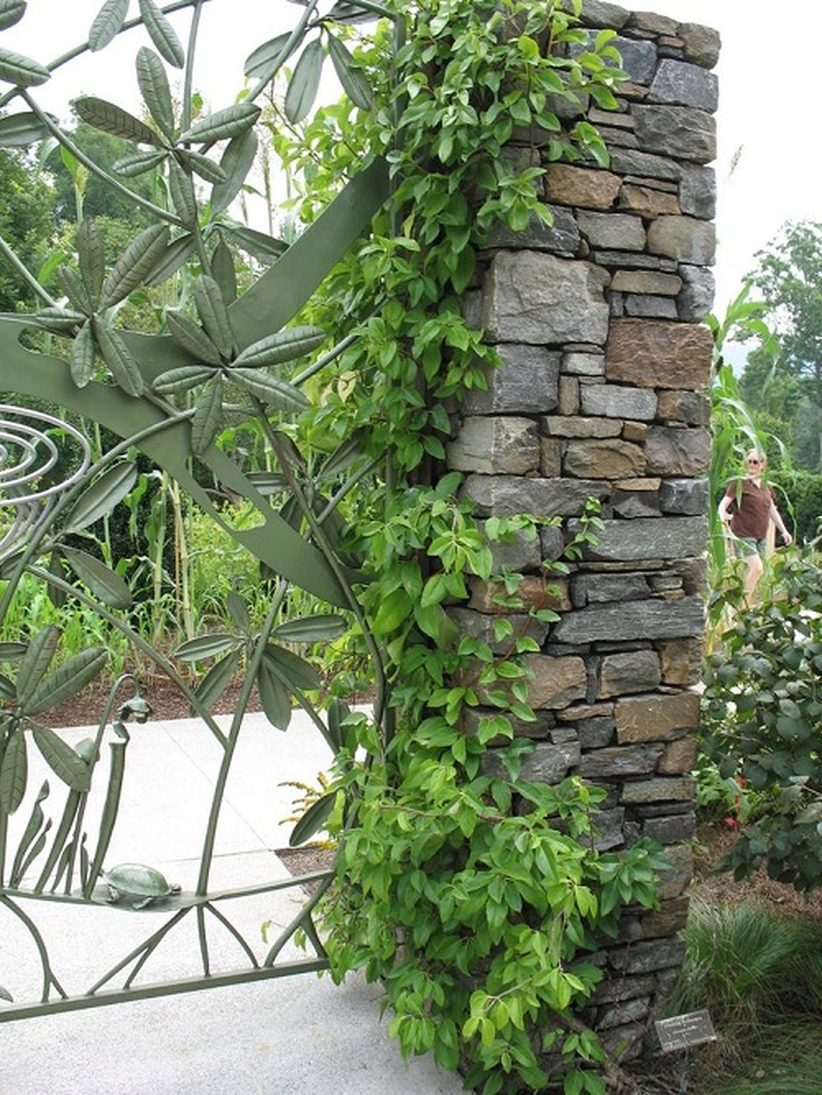 10 Amazing Clinging Vines That Climb on Anything Naturally