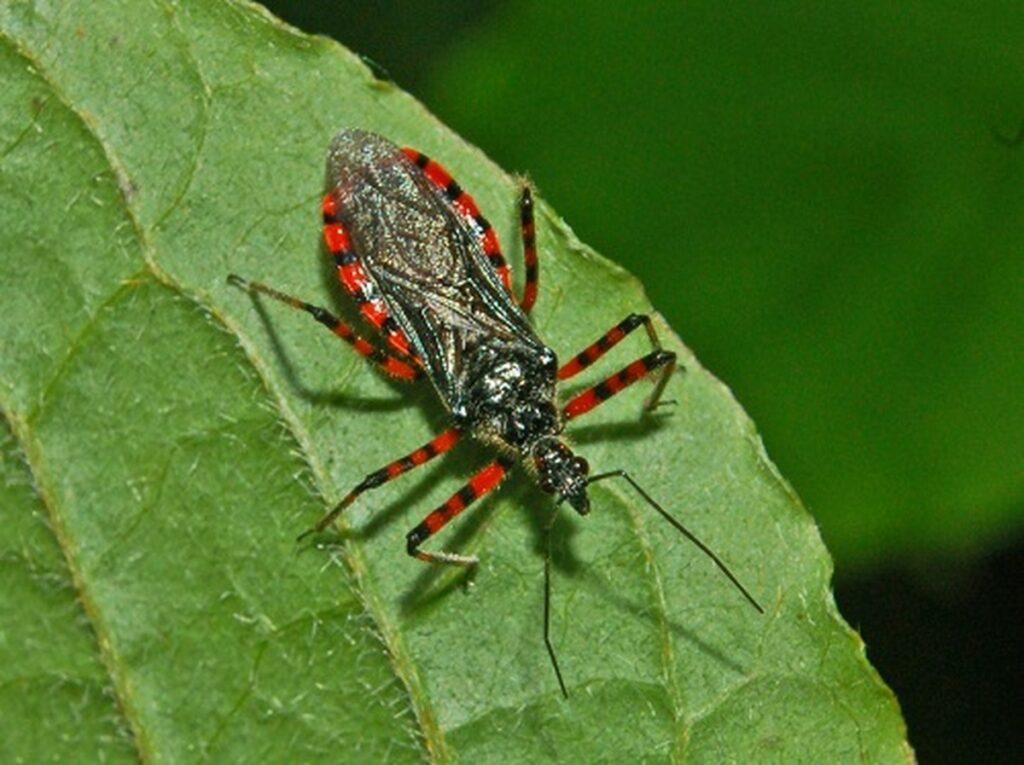 20 Surprising Garden Insects That Actually Help Your Plants Thrive