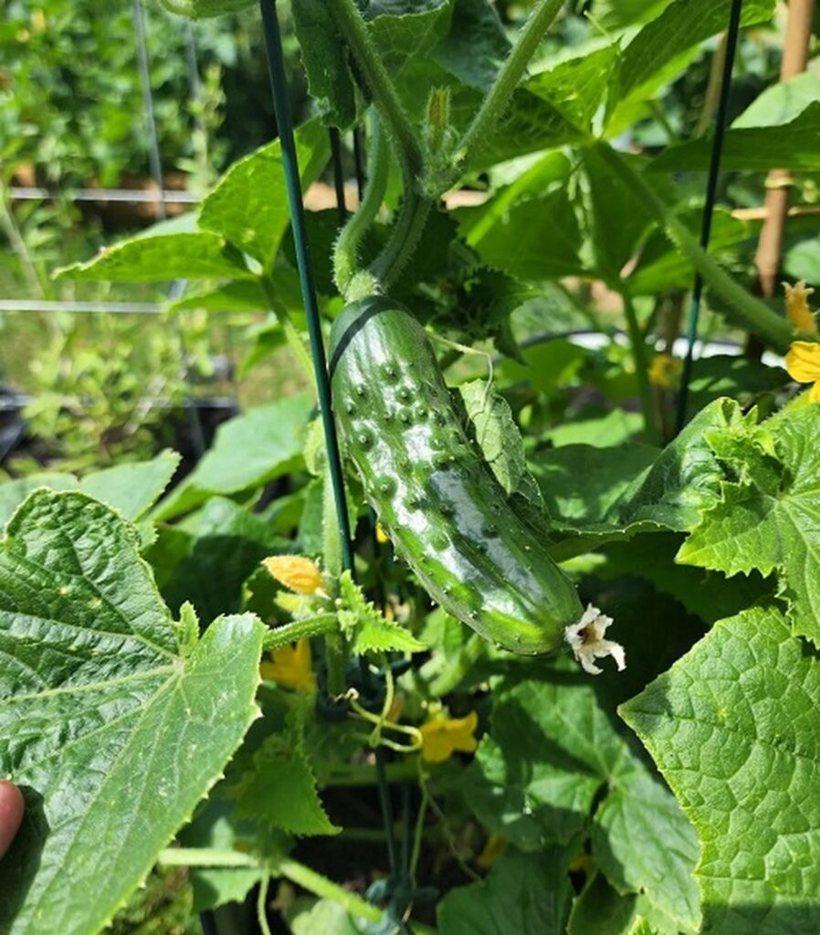 20 Delightful Mini Cucumber Varieties for Your Garden Delight