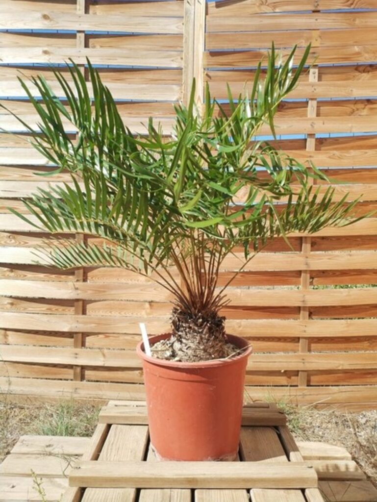 16 Amazing Small Palm Trees That Thrive in Tiny Spaces