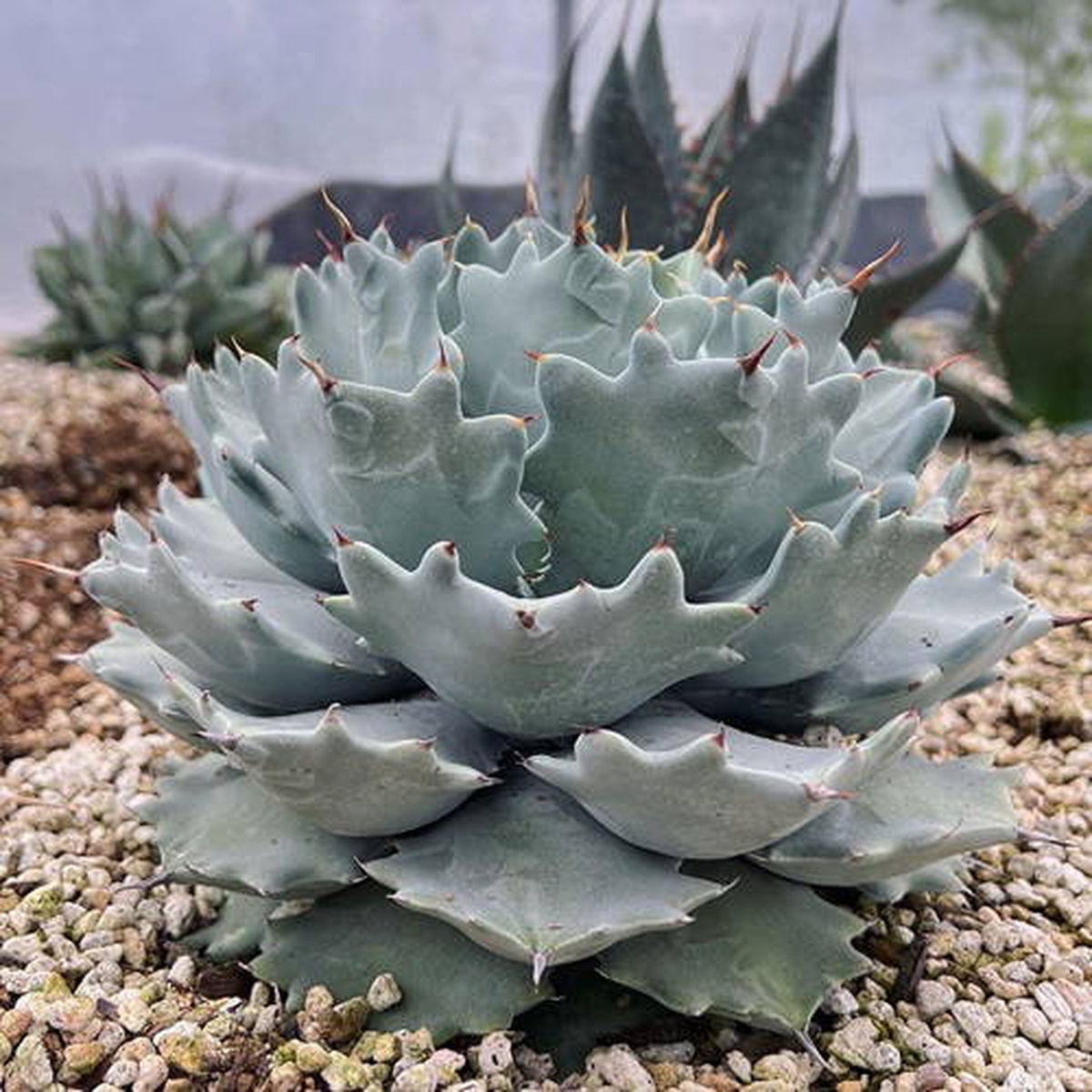 9 Stunning Types of Blue Agave Plants to Brighten Your Garden