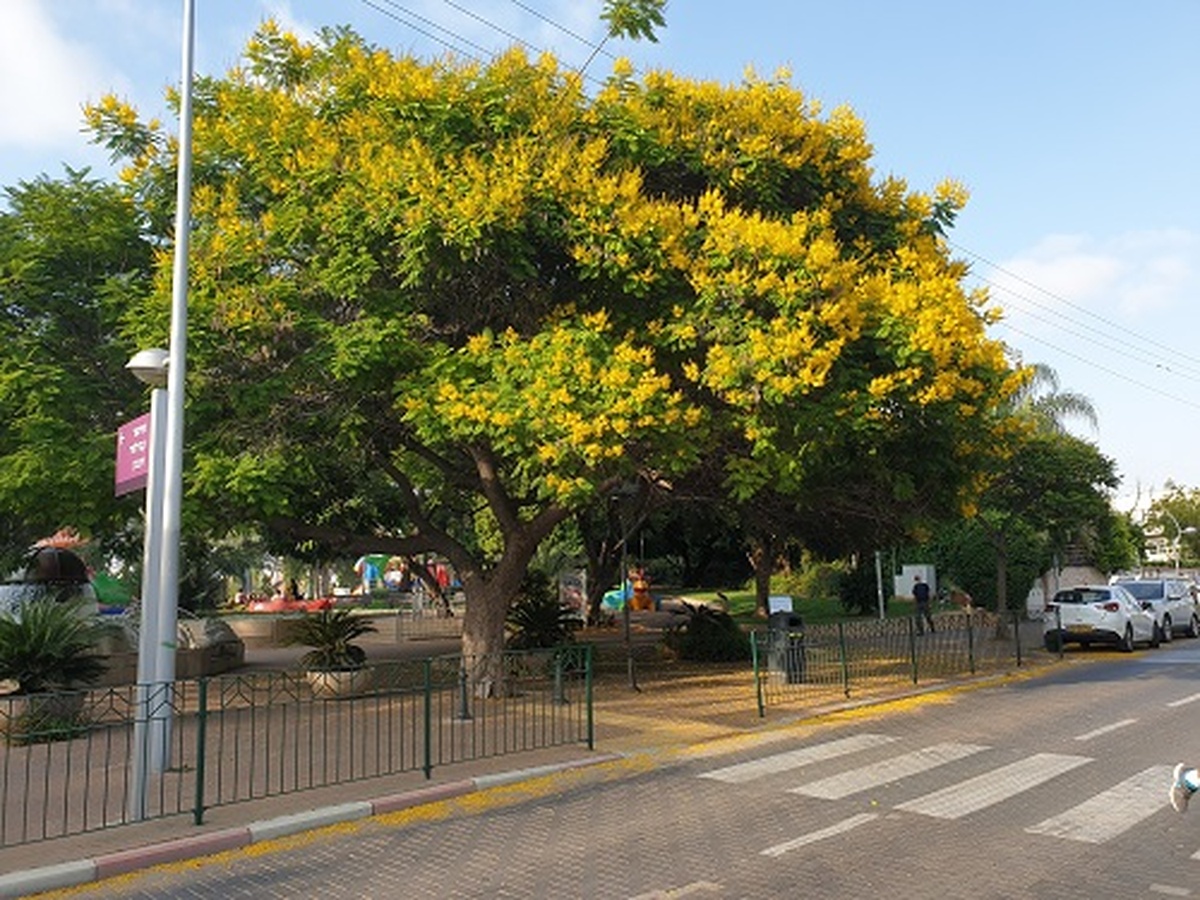 11 Stunning Flame Trees That Will Brighten Up Your Garden