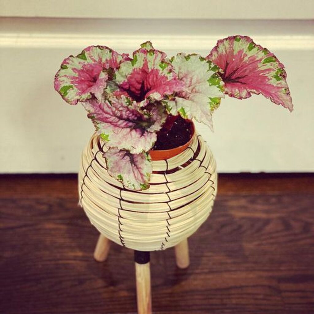 30 Gorgeous Types of Rex Begonia Varieties to Fall For