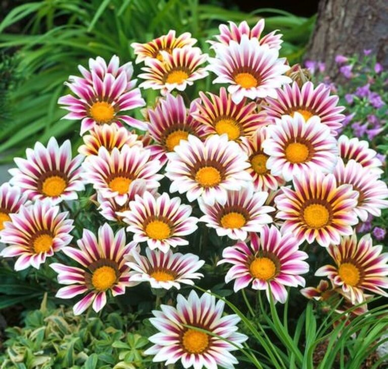 35 Stunning Multicolor Flowers That Will Brighten Your Garden