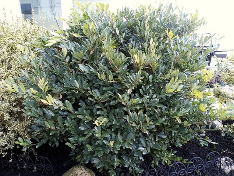 8 Stunning Distylium Varieties Perfect for Your Garden